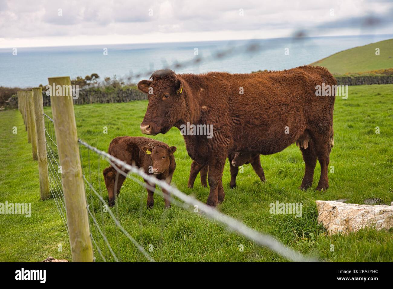 A large fluffy brown cow and a calf on a rural grassy field near the ...