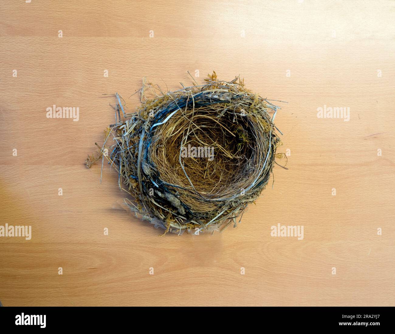 Empty nest hi-res stock photography and images - Alamy