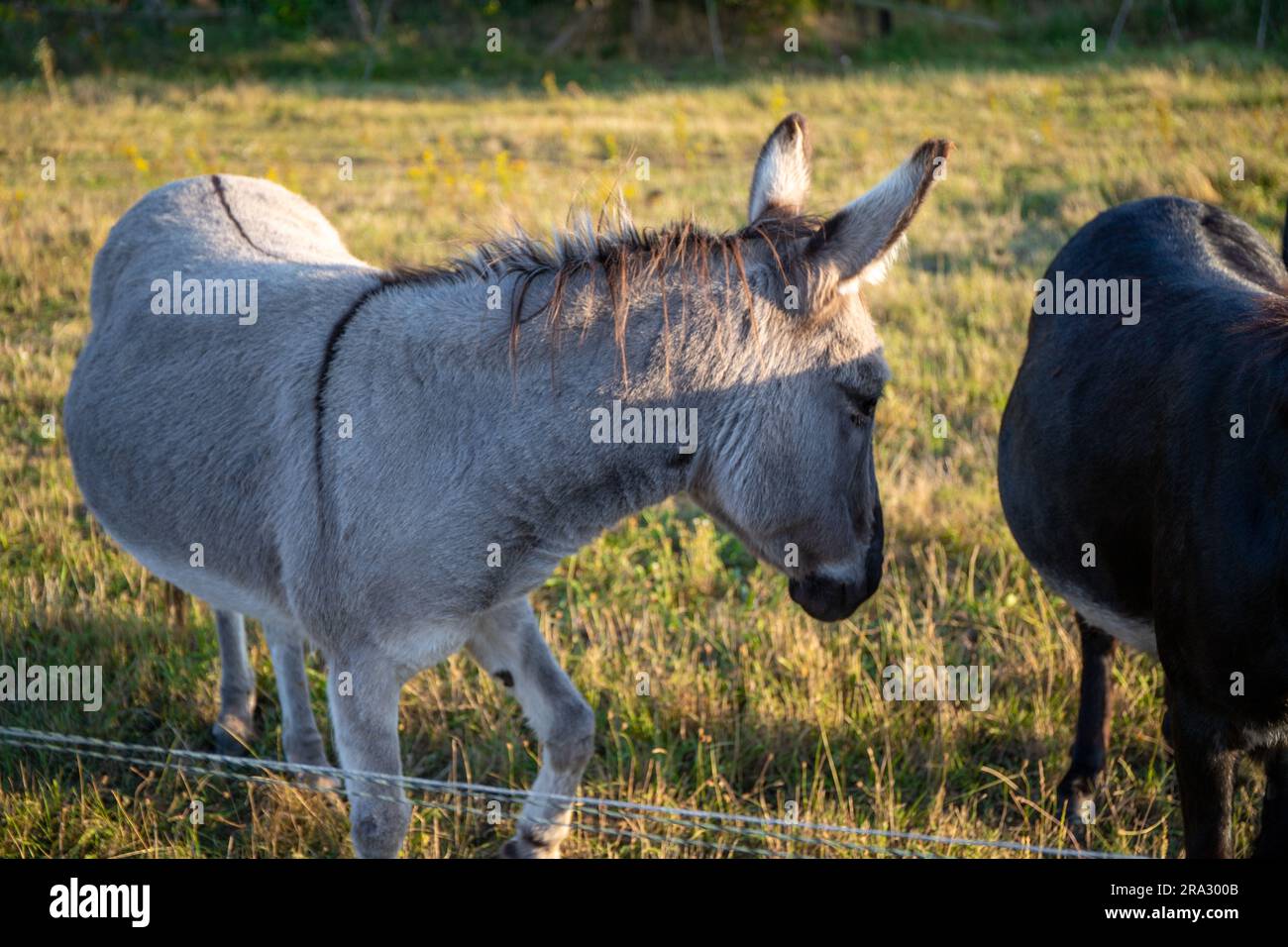Cute donkeys friends in hi-res stock photography and images - Alamy