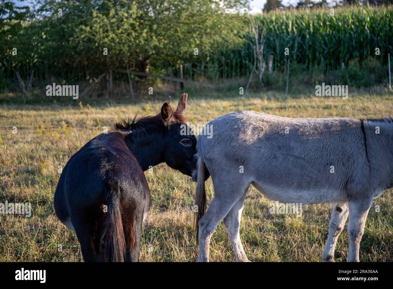 Cute donkeys friends in hi-res stock photography and images - Alamy