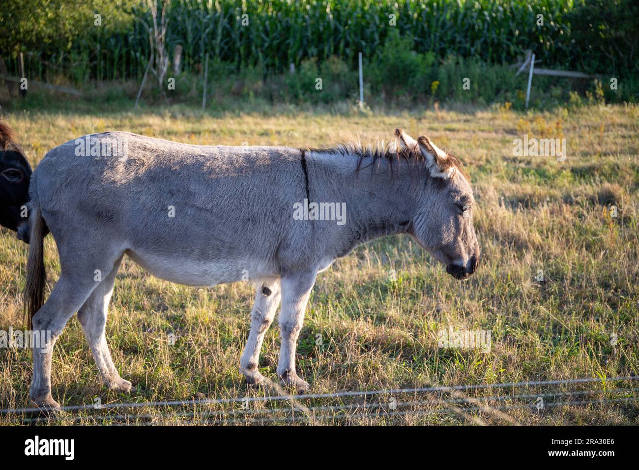 Cute donkeys friends in hi-res stock photography and images - Alamy