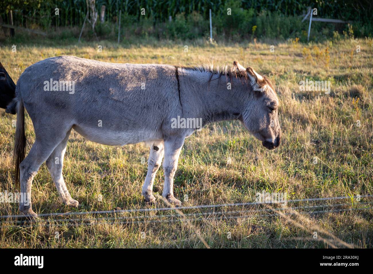 Cute donkeys friends in hi-res stock photography and images - Alamy