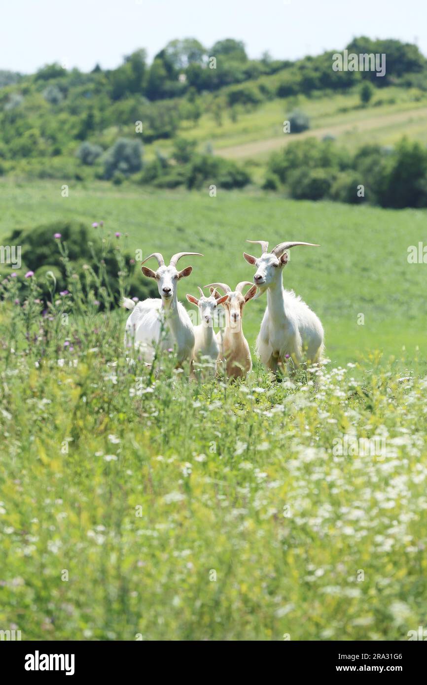 White goats with horns. Goat grazes on the green grass. Domestic ...