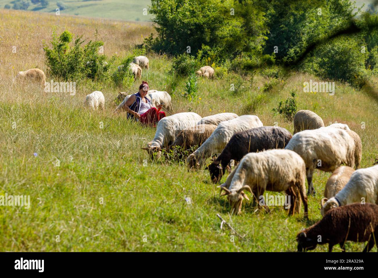 Herding of animals in the landscape of Viscri Stock Photo - Alamy