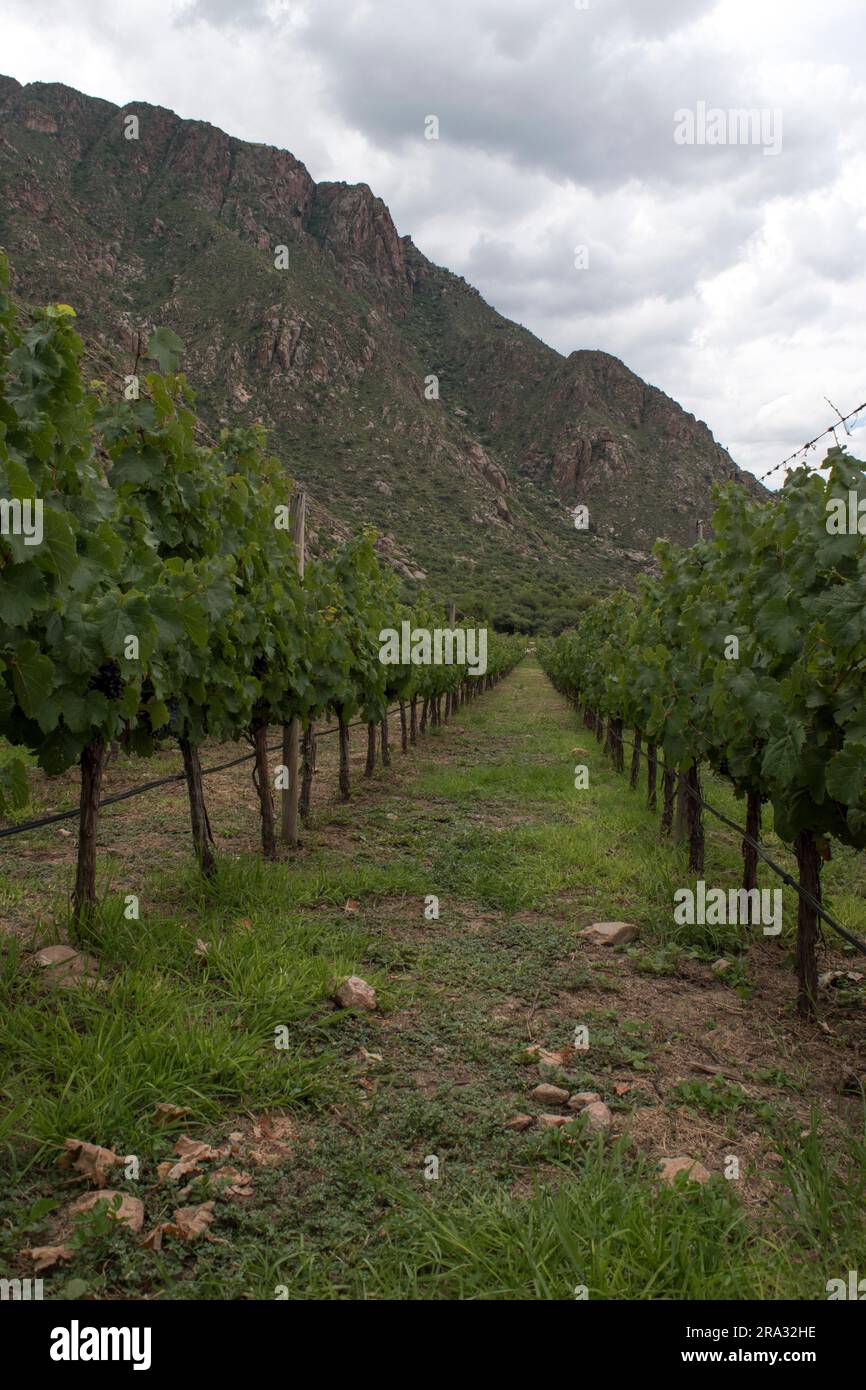 Cafayate bodega hi-res stock photography and images - Alamy