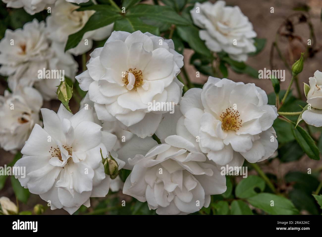 The fragrance of roses hi-res stock photography and images - Alamy