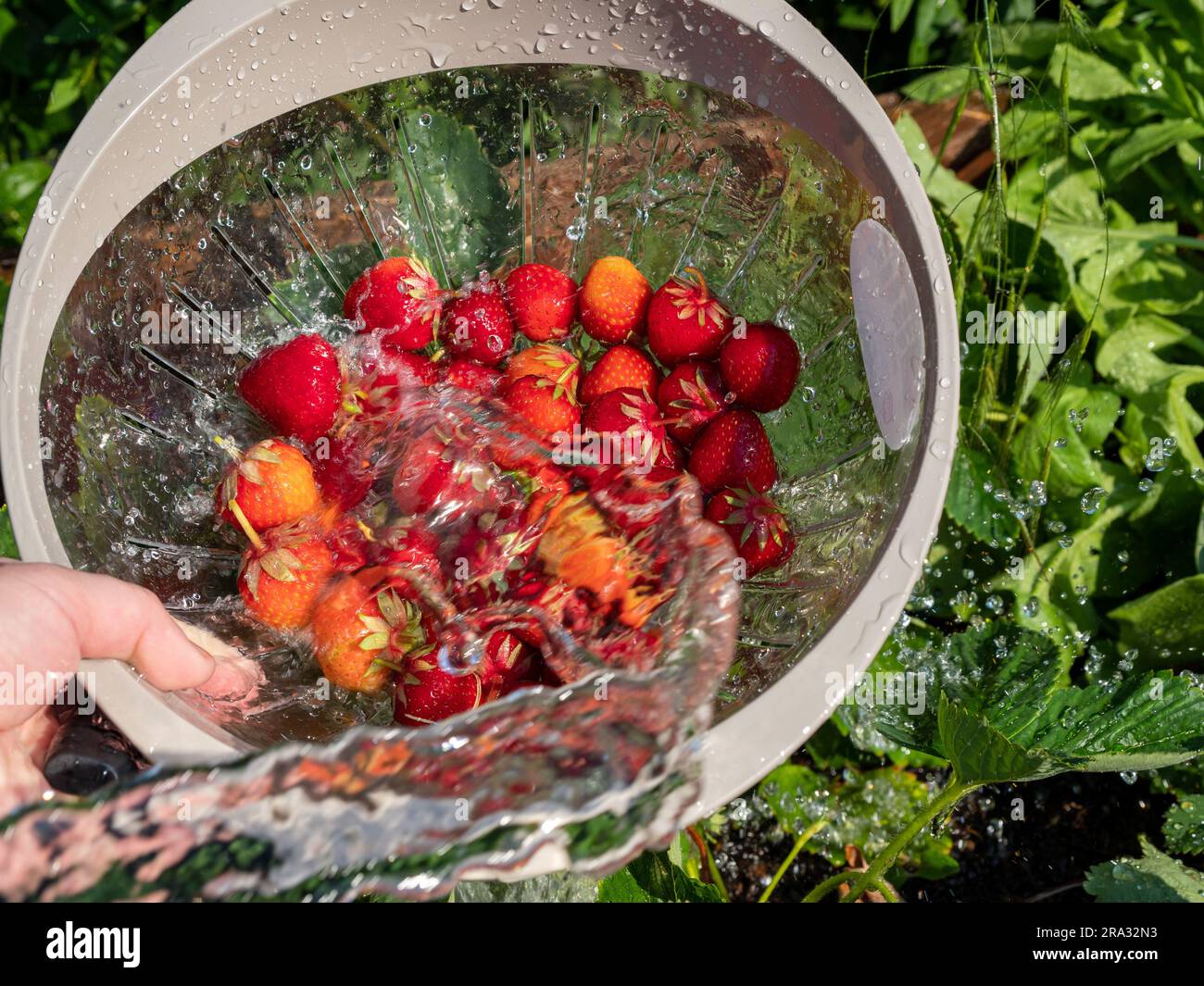 Ripe organic farm strawberries collected hi-res stock photography and ...