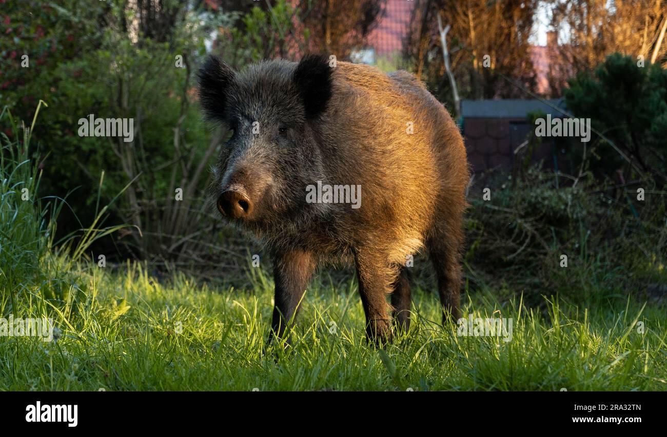 Common wild pig hi-res stock photography and images - Alamy