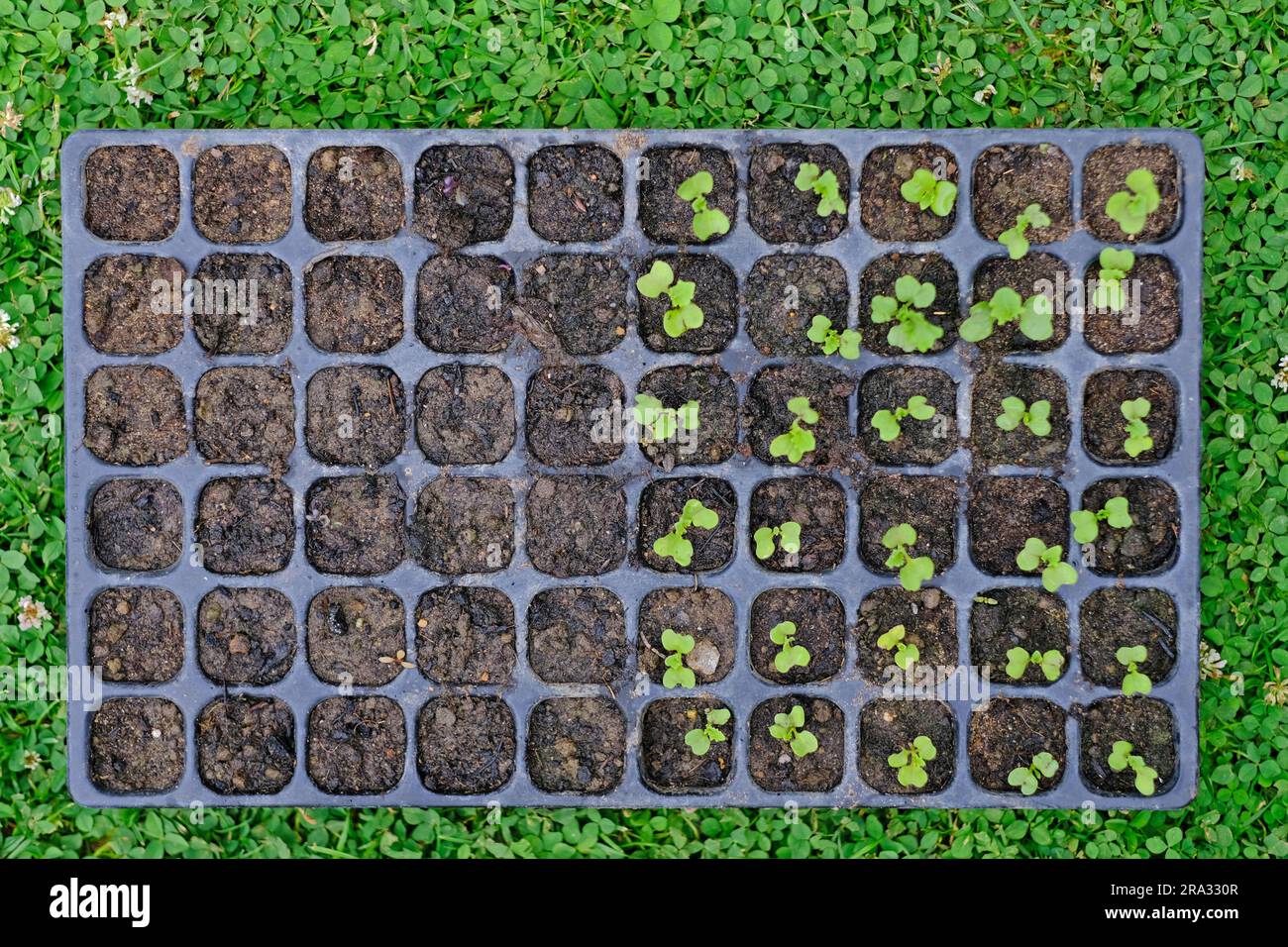Cabbage seedlings and empty cells in a seed tray Stock Photo - Alamy