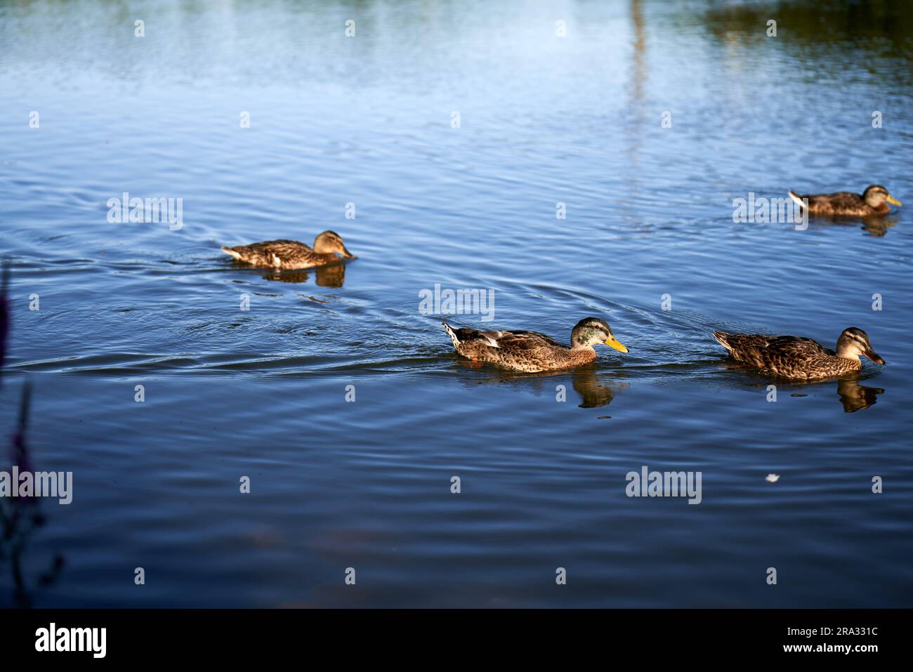 Group ducks seen swimming hi-res stock photography and images - Alamy