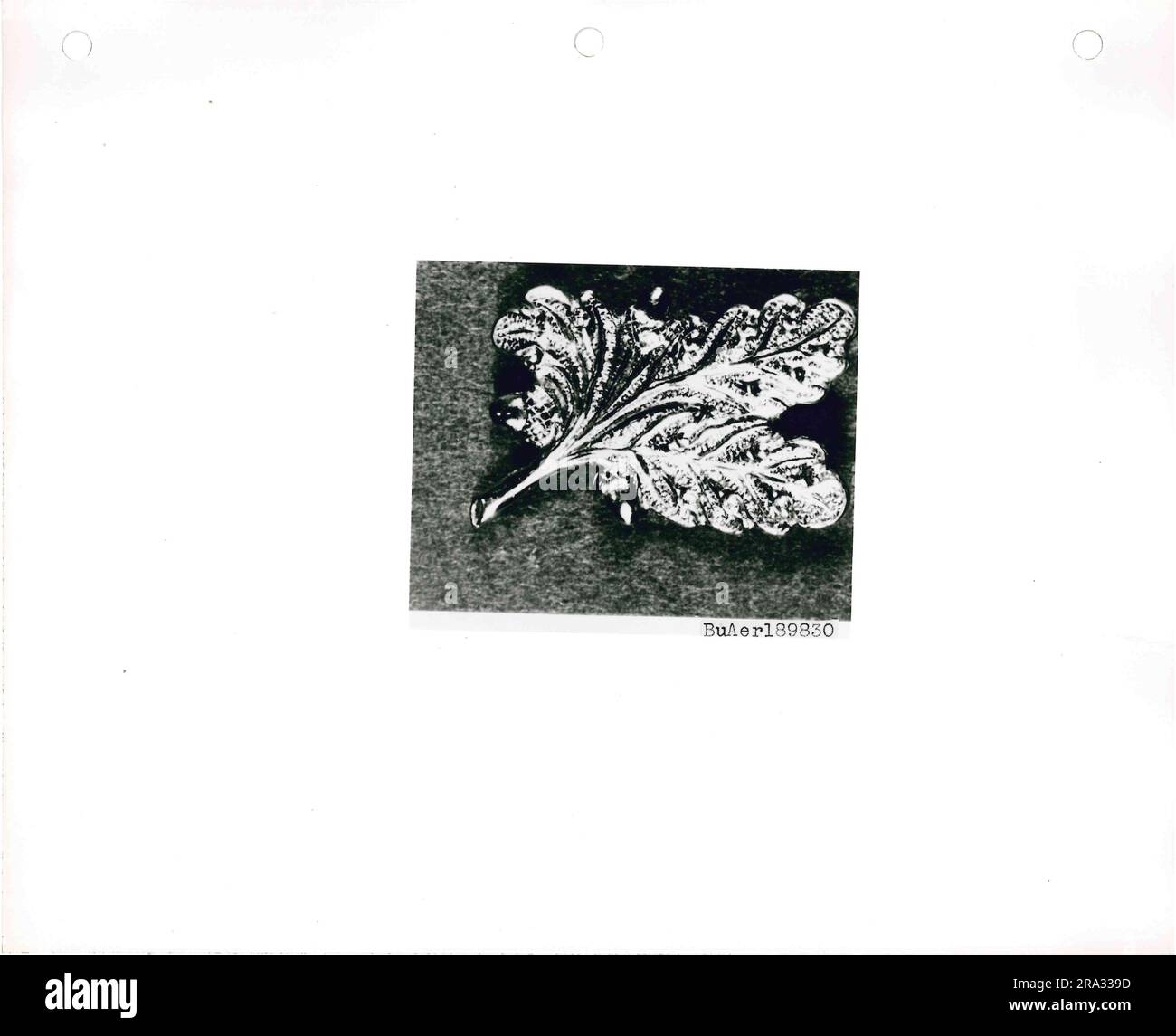 Photograph of Supply Corps Naval Insignia Lapel Pin Stock Photo - Alamy