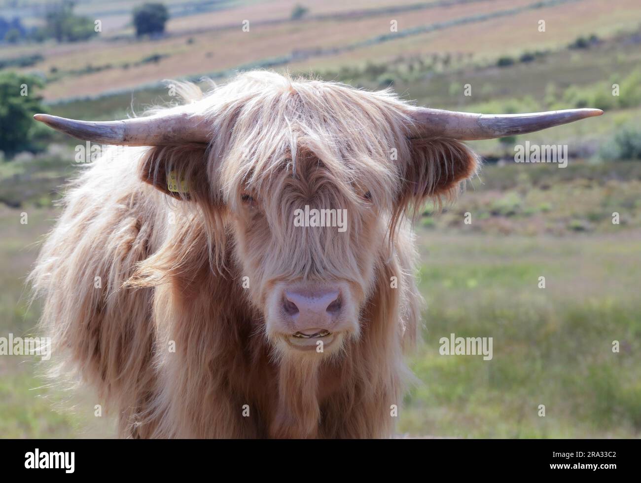 The Highland Cow or Heelan Coo is the oldest registered breed of cattle ...