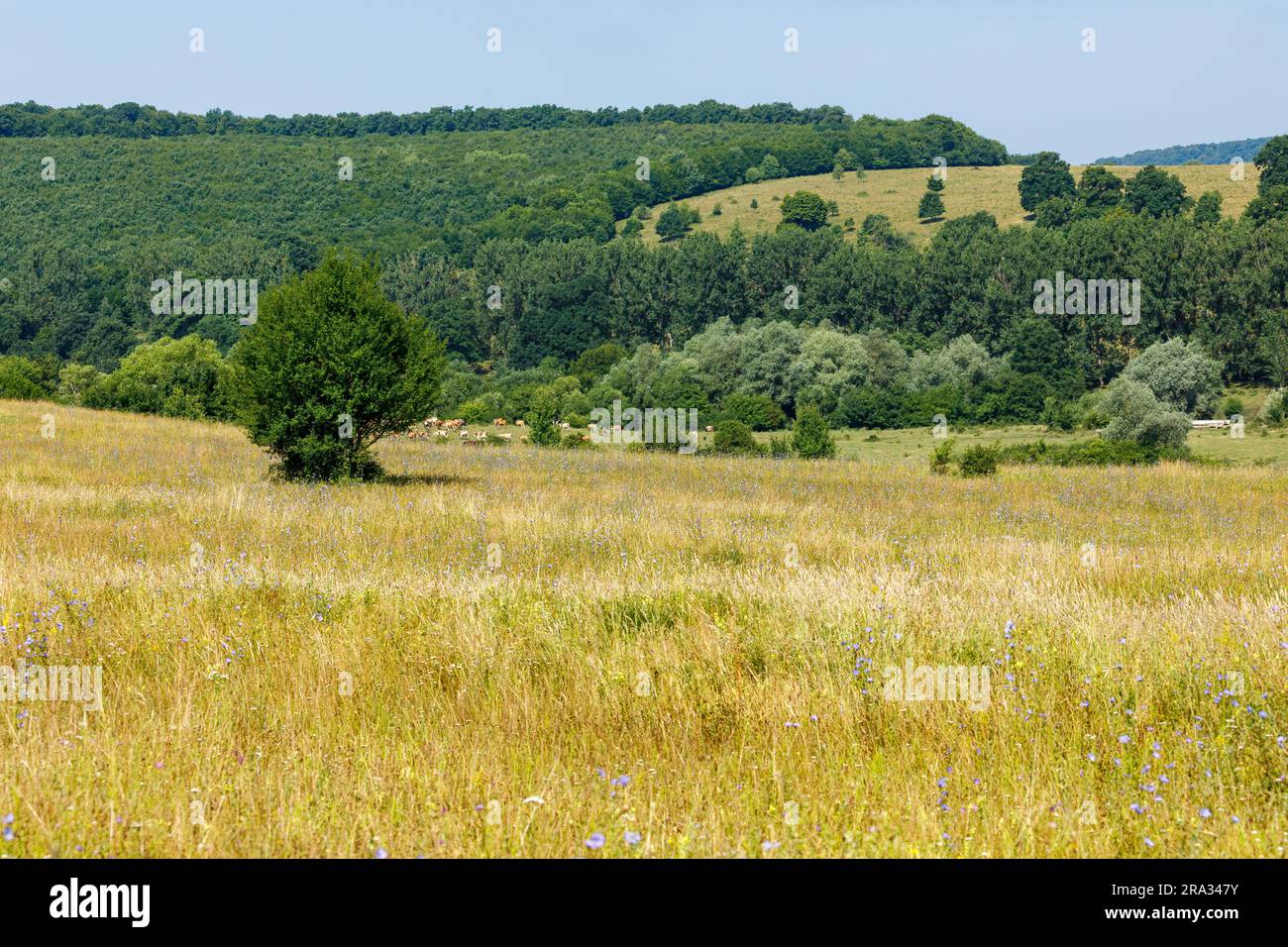 The Landscape at Viscri in Romania Stock Photo - Alamy