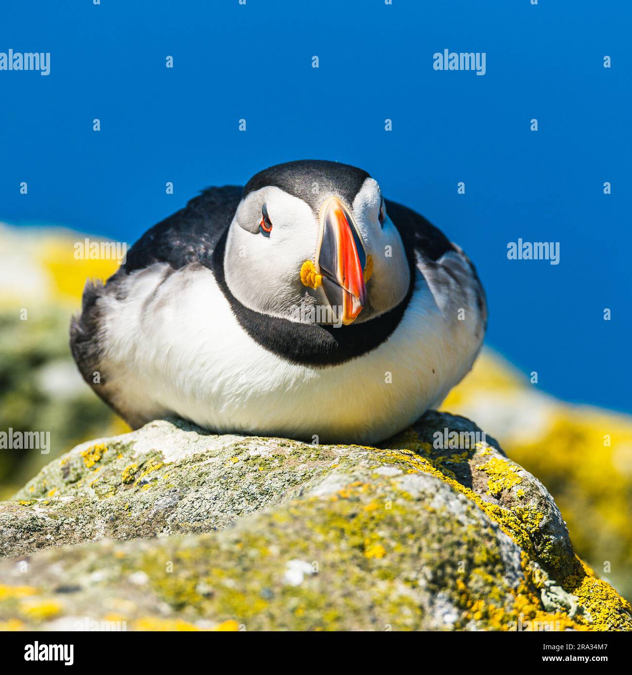 Atlantic Puffin, Fratercula arctica in habitat Stock Photo - Alamy