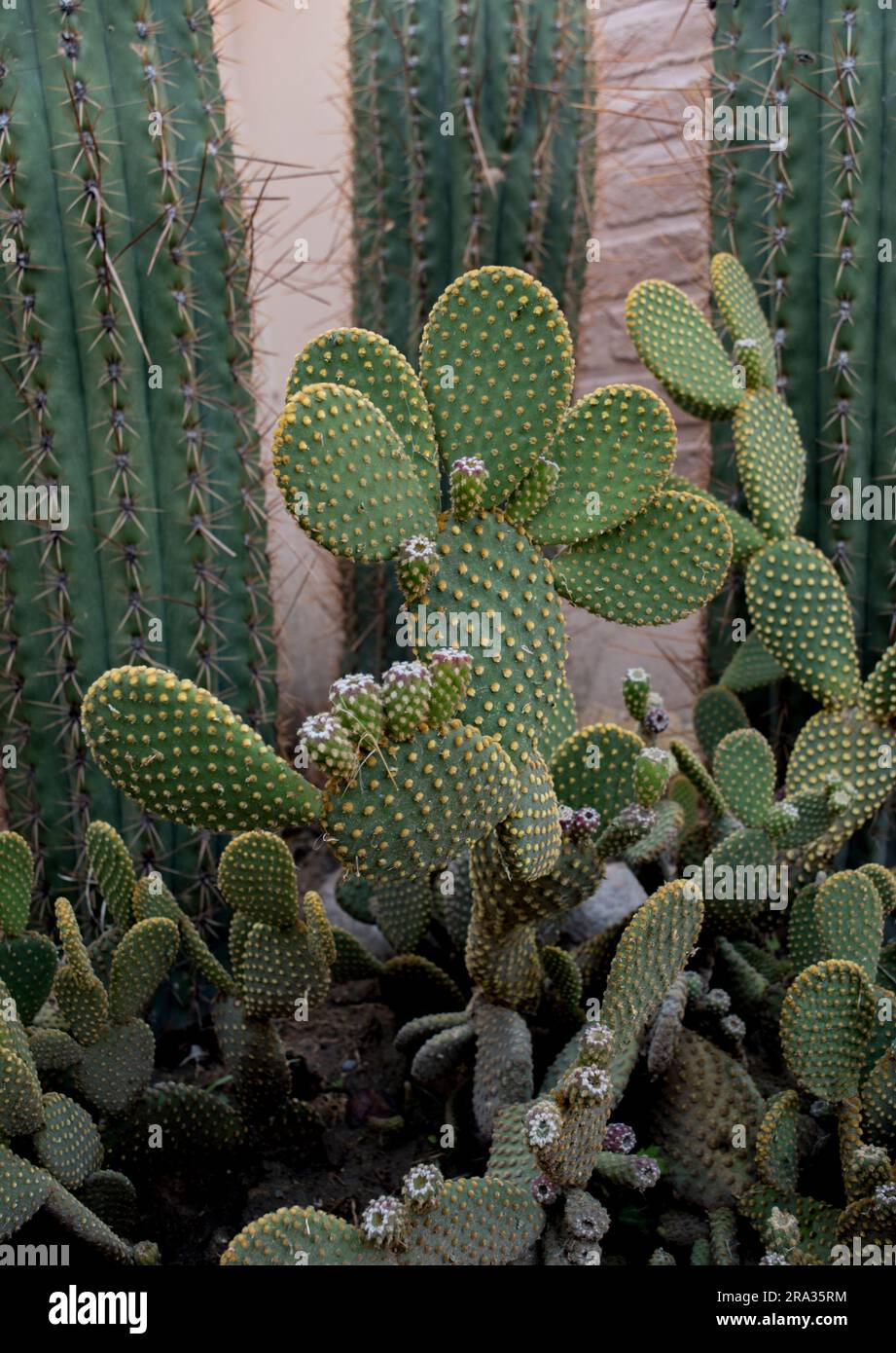 Design of a garden with cacti Stock Photo - Alamy