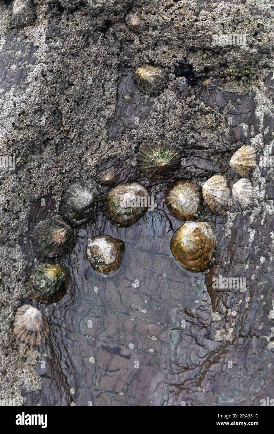 Limpets in rockpool hi-res stock photography and images - Alamy