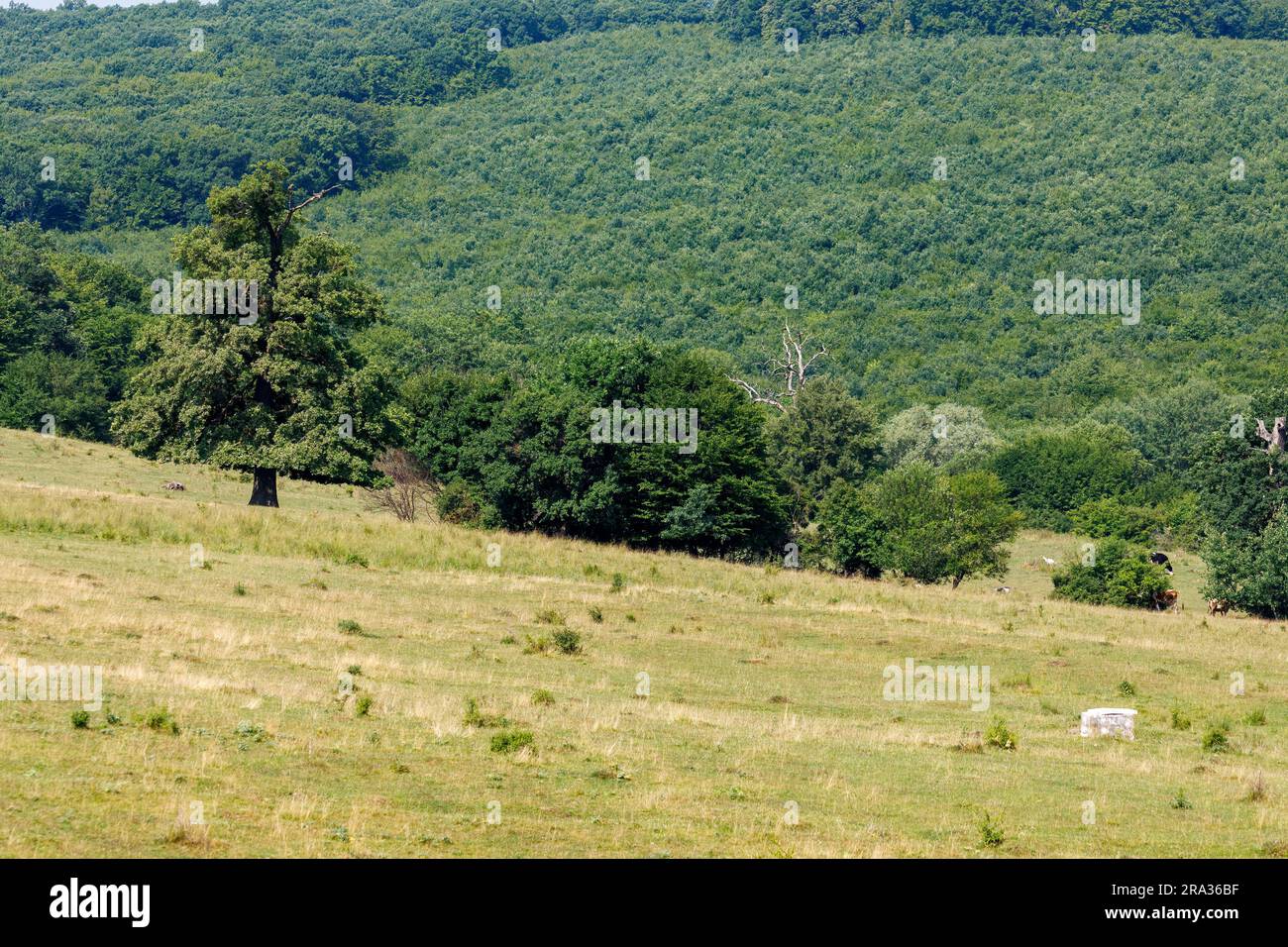 The Landscape at Viscri in Romania Stock Photo - Alamy