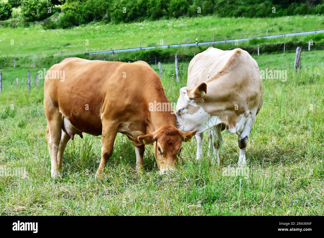 Cattle Cows Calves Stock Photo - Alamy
