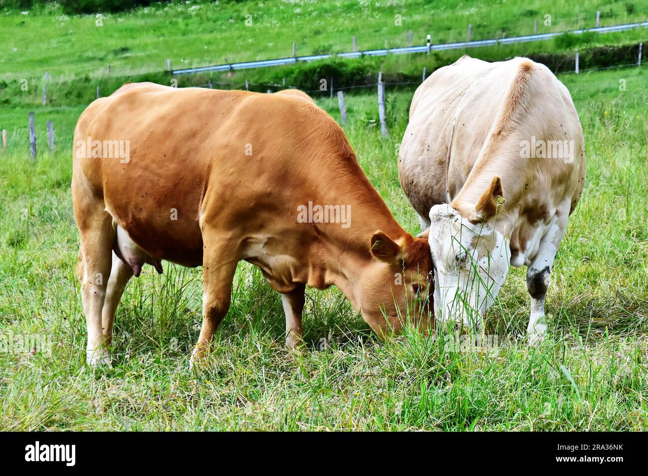 Cattle Cows Calves Stock Photo - Alamy