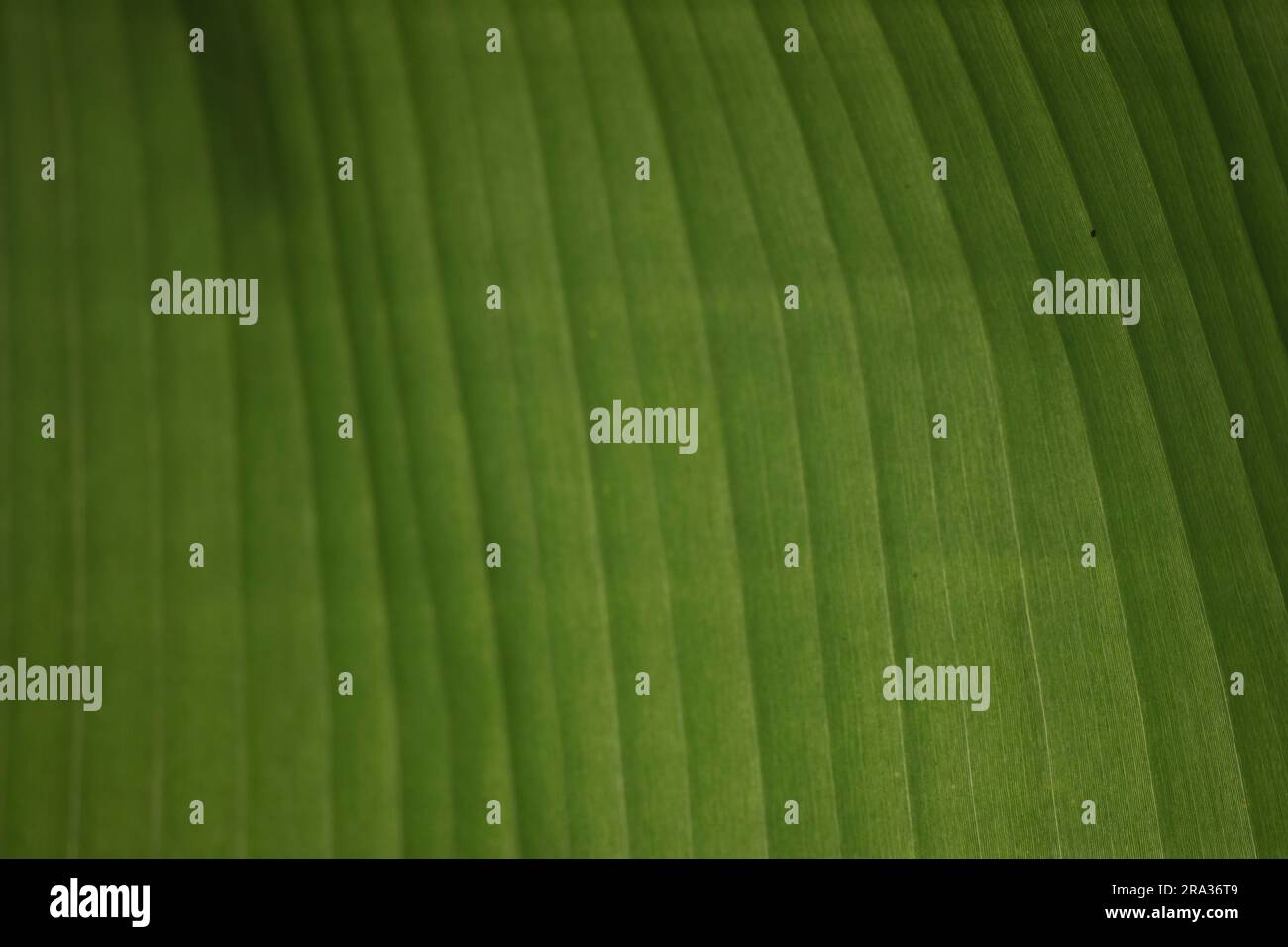 Hoja leaf hi-res stock photography and images - Alamy