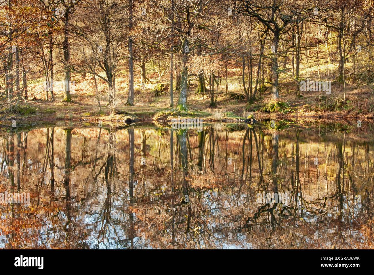 Autumn trees reflected in a still lake Stock Photo - Alamy