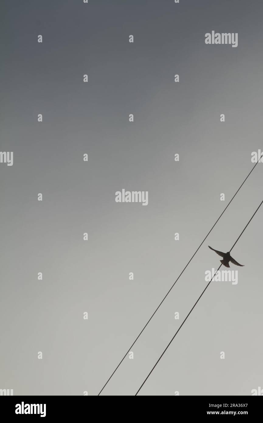 A Single Starling With Wings Outstretched Taking Off From A Wire ...