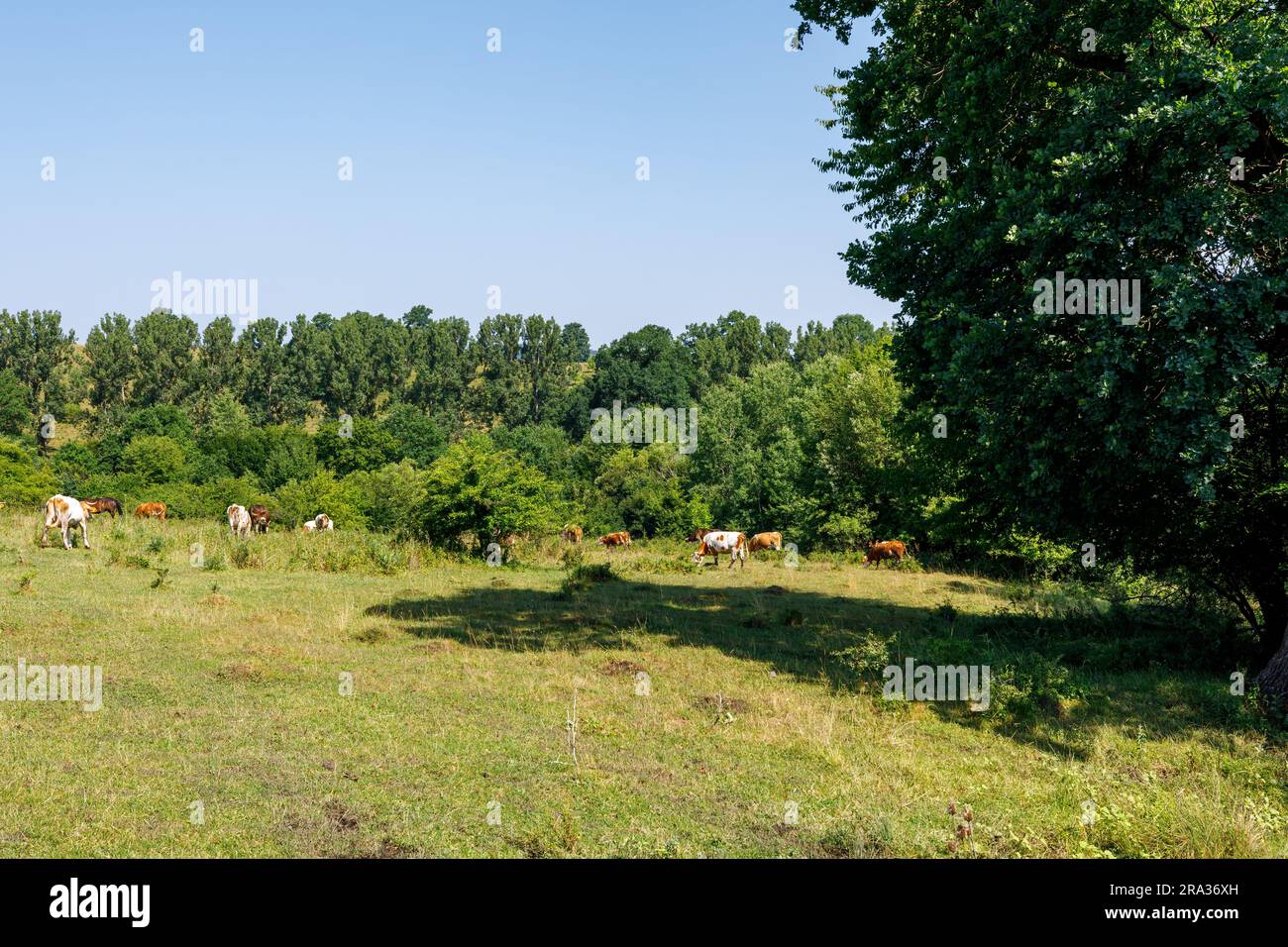 Cow herding in the landscape of Viscri Romania Stock Photo - Alamy