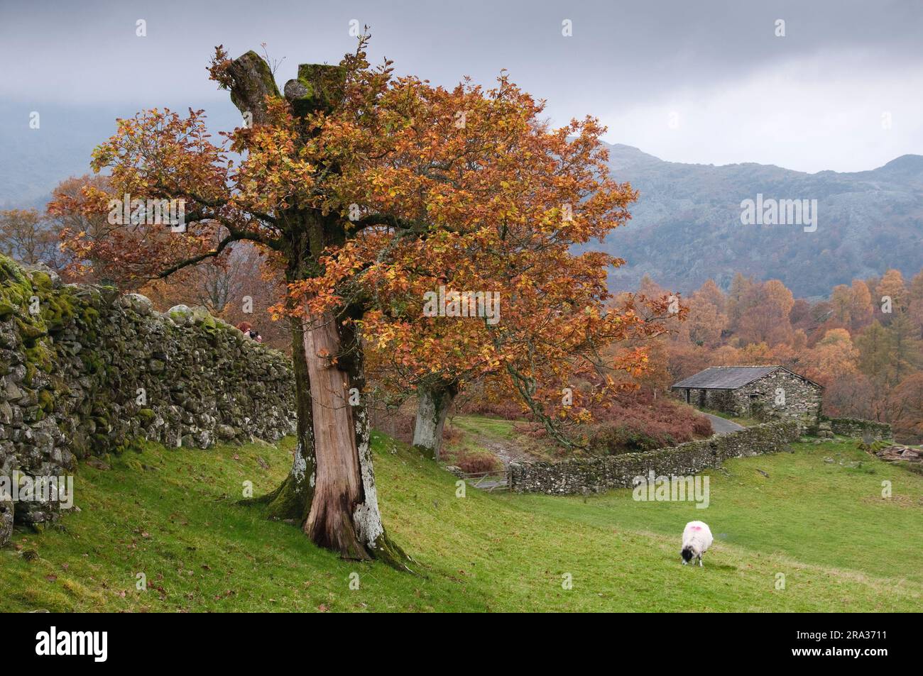 Aged oak tree in autumn foilage Stock Photo - Alamy