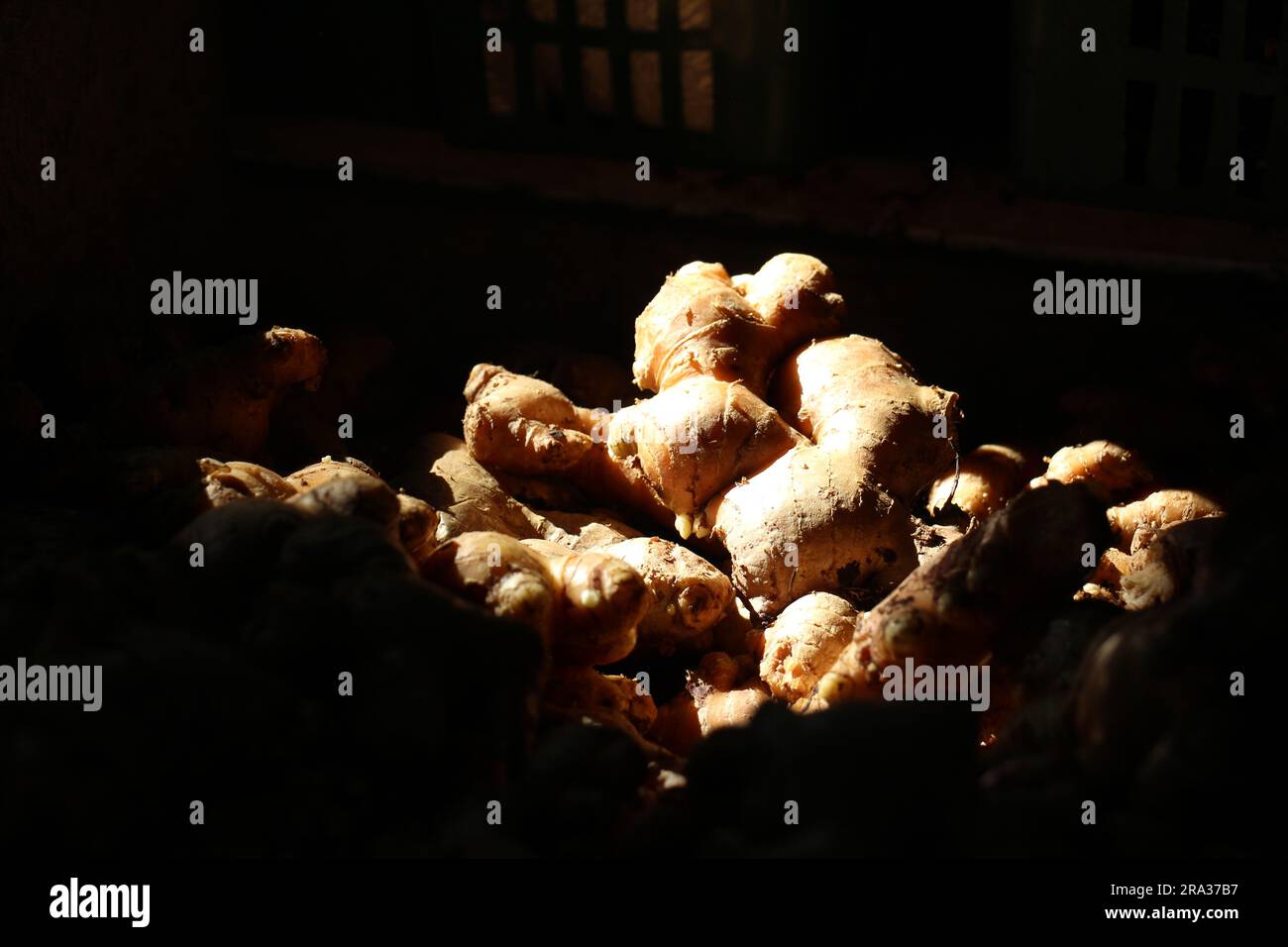 Ginger under a spotlight Stock Photo - Alamy