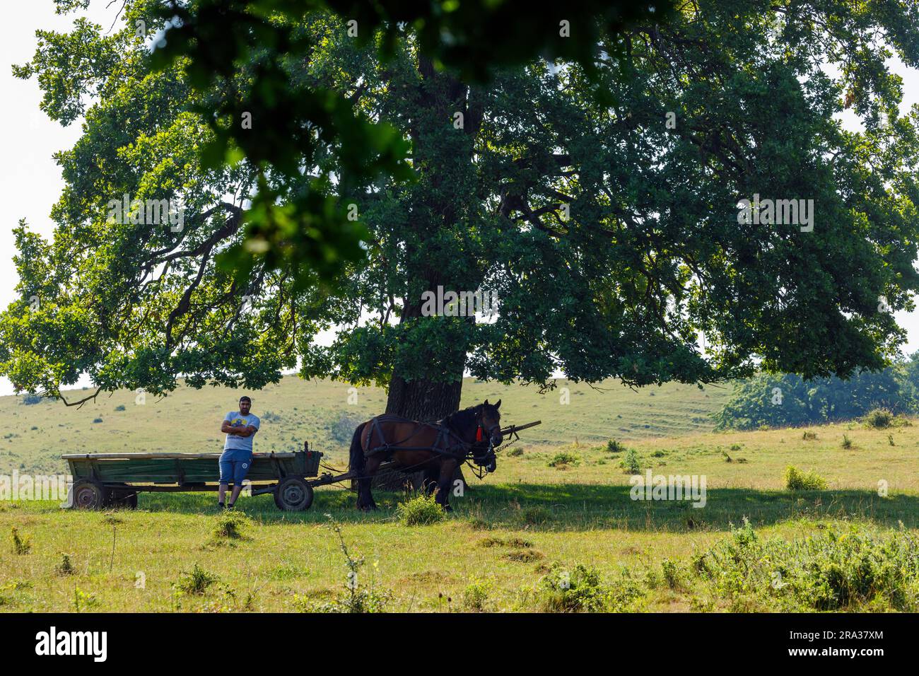 A horse carriage in the landscape of viscri Stock Photo - Alamy