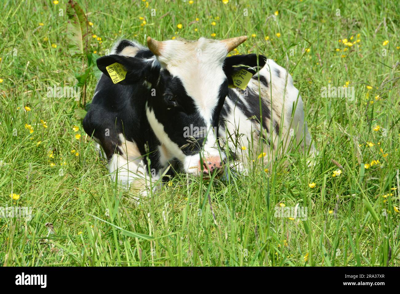Cattle Cows Calves Stock Photo - Alamy