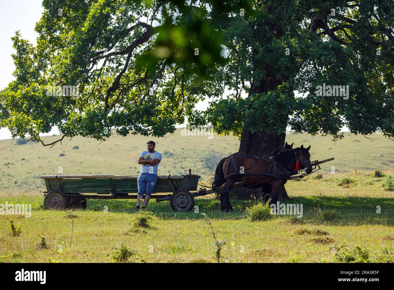 A horse carriage in the landscape of viscri Stock Photo - Alamy