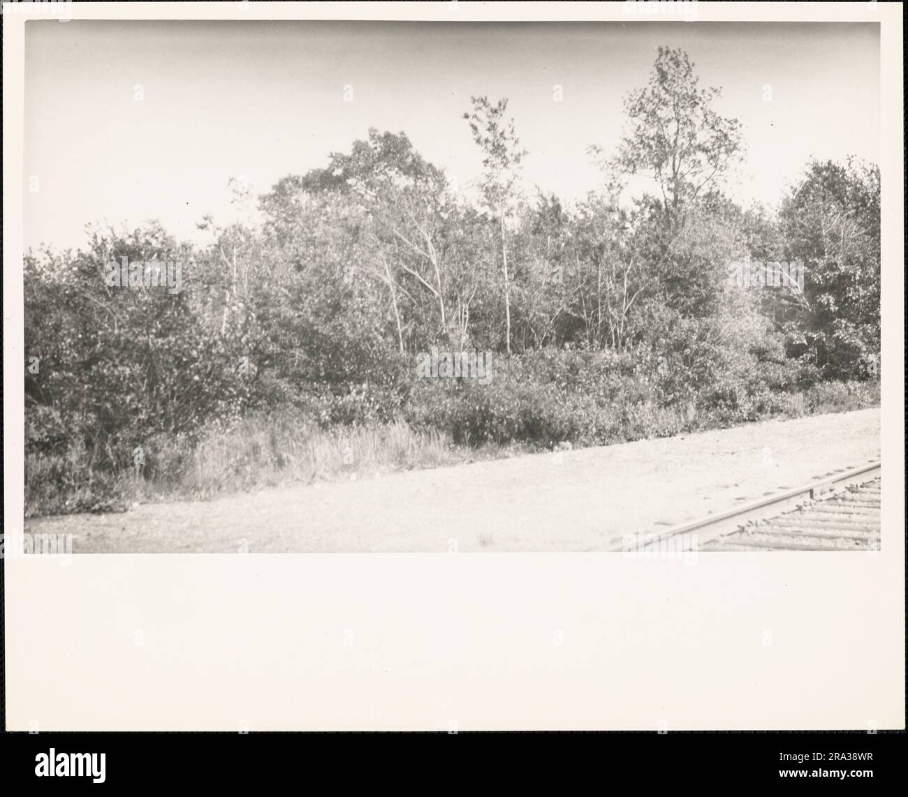 View from Railroad Right of Way, Swamp, South Weymouth, Massachusetts ...