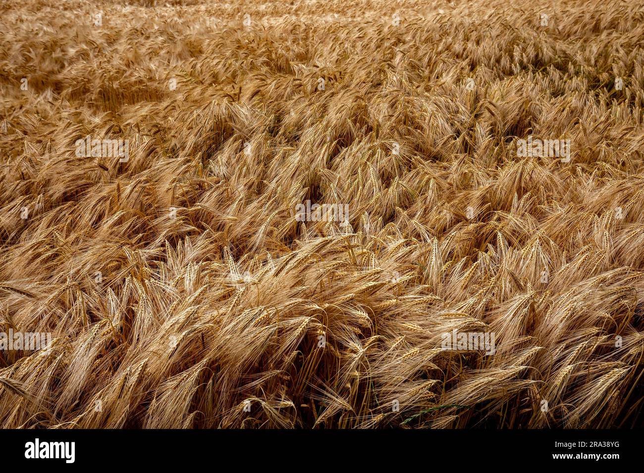 wheat fields during the harvest of junet near the city of Etretat, in Normandy, France Stock ...