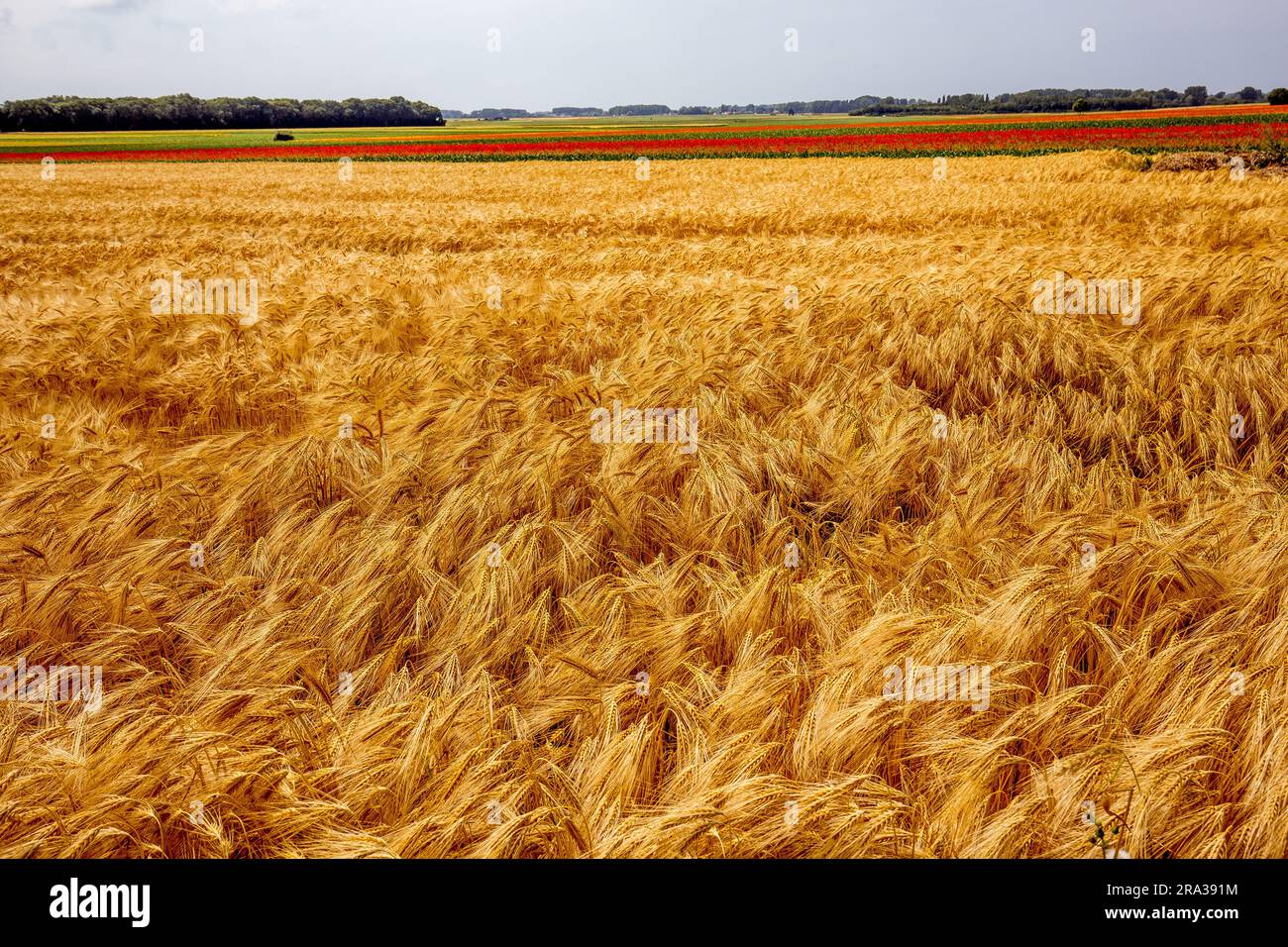 wheat fields during the harvest of junet near the city of Etretat, in Normandy, France Stock ...