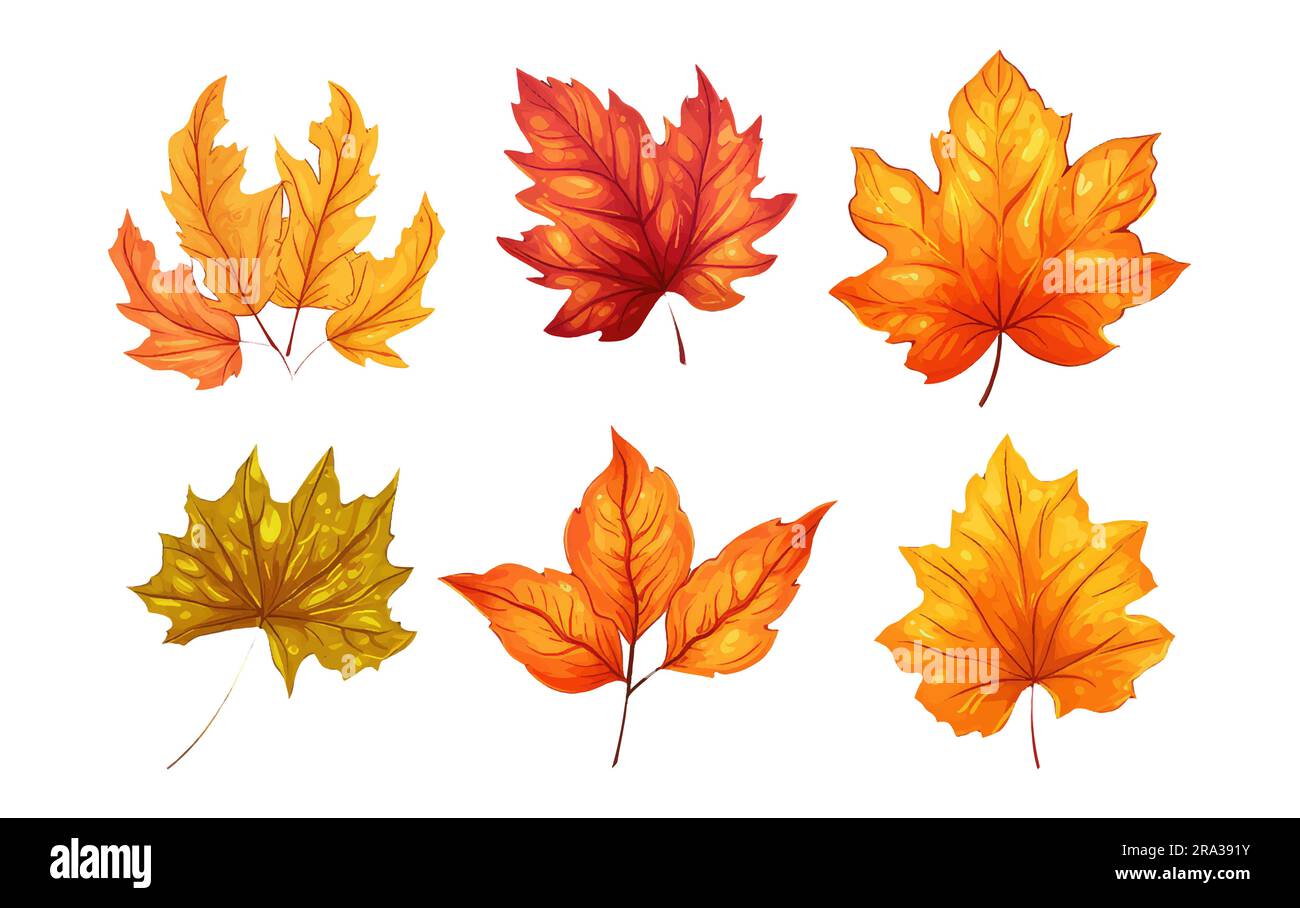set vector illustration autumn leaf elements isolated on white ...