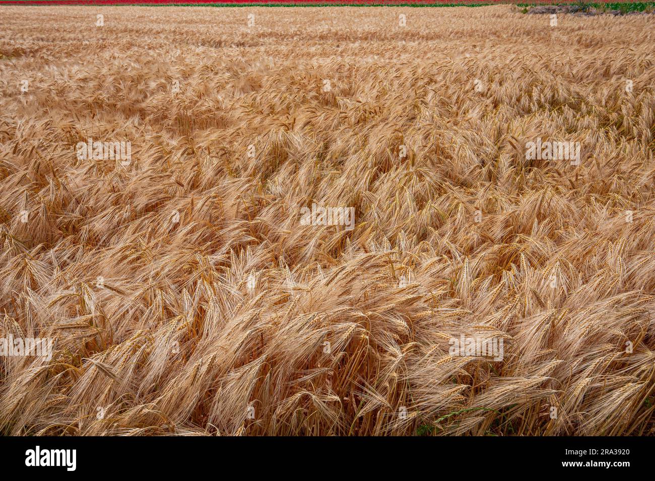 wheat fields during the harvest of junet near the city of Etretat, in Normandy, France Stock ...