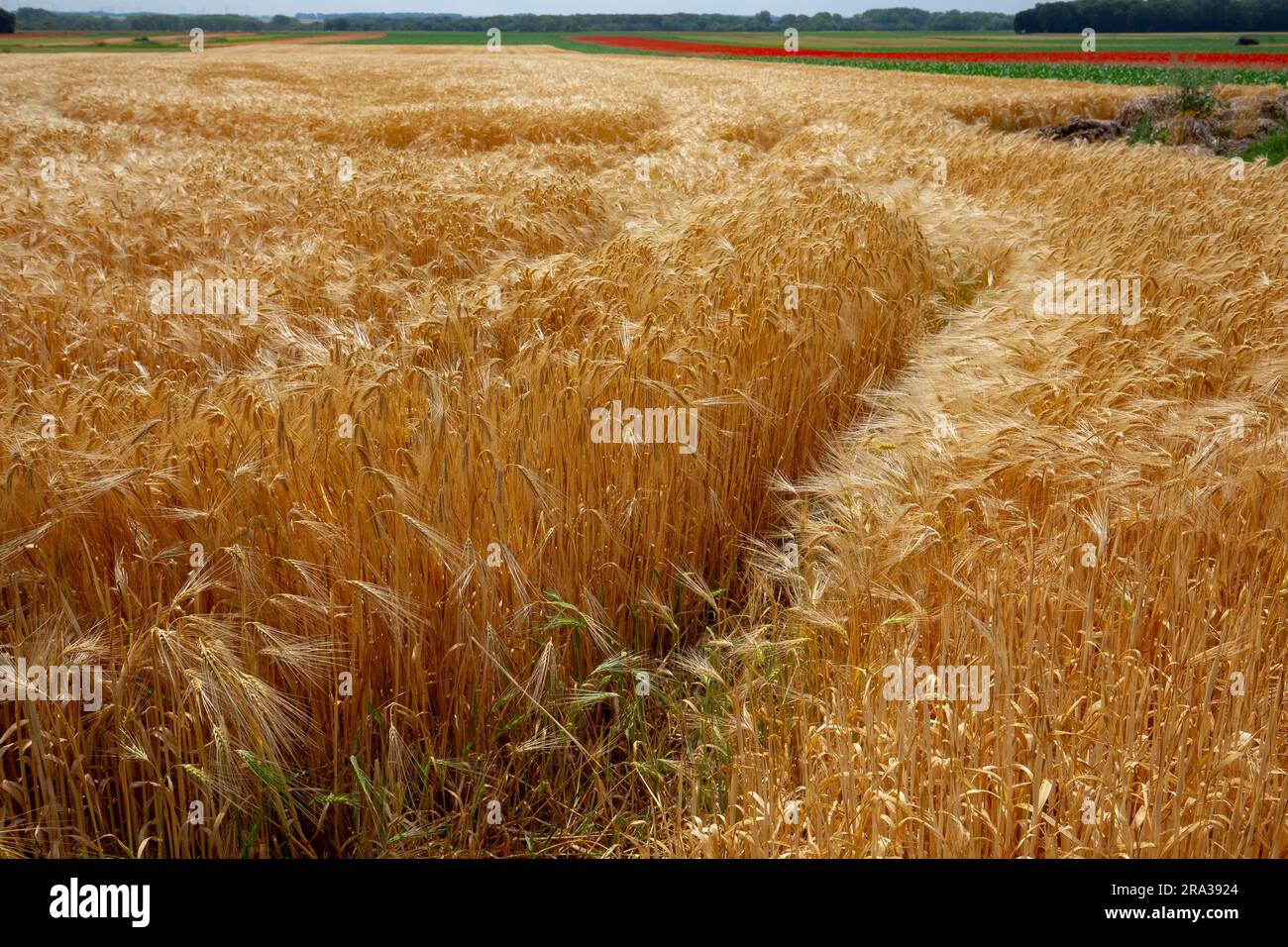 wheat fields during the harvest of junet near the city of Etretat, in Normandy, France Stock ...
