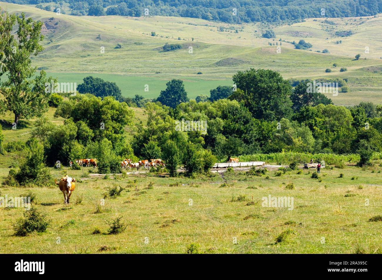 Cow herding in the landscape of Viscri Romania Stock Photo - Alamy