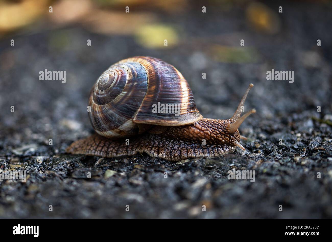 Snails eye view hi-res stock photography and images - Alamy
