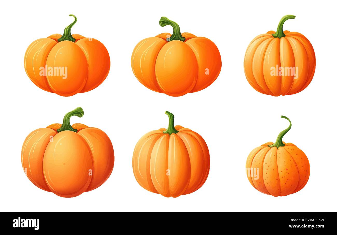 set vector illustration of autumn pumpkin harvest isolated on white ...