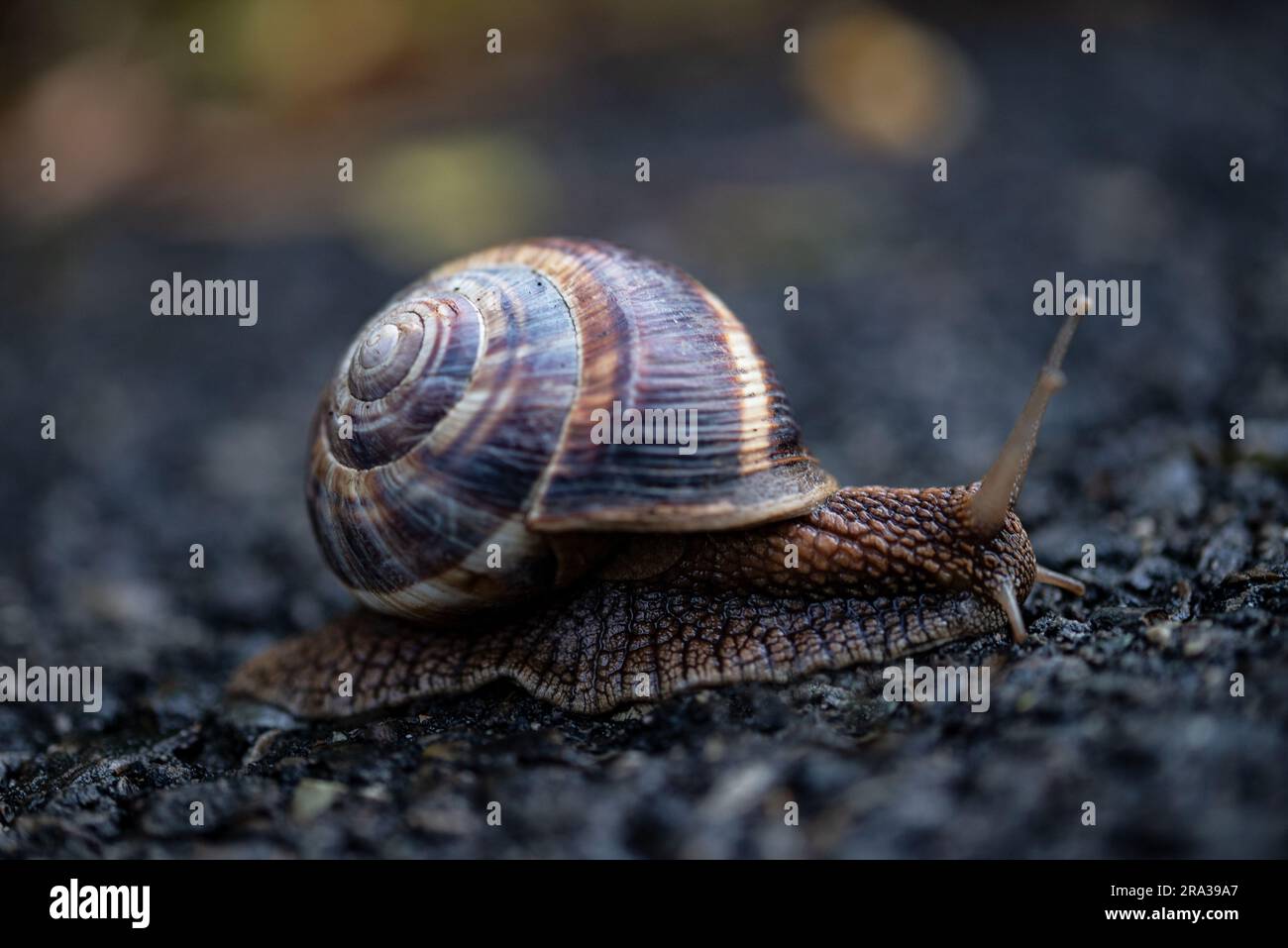 Snail on the ground Stock Photo - Alamy