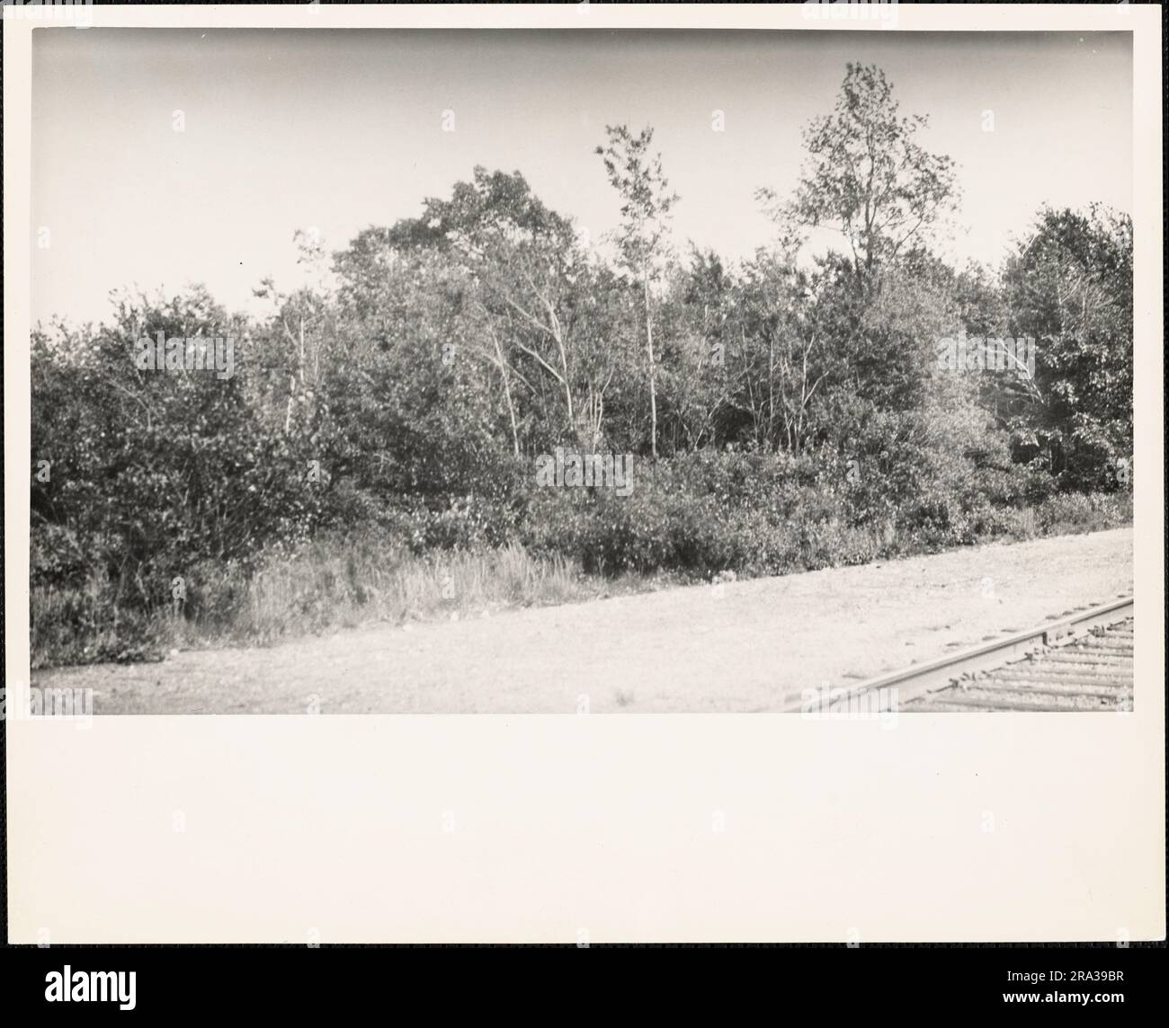 View from Railroad Right of Way, Swamp, South Weymouth, Massachusetts ...