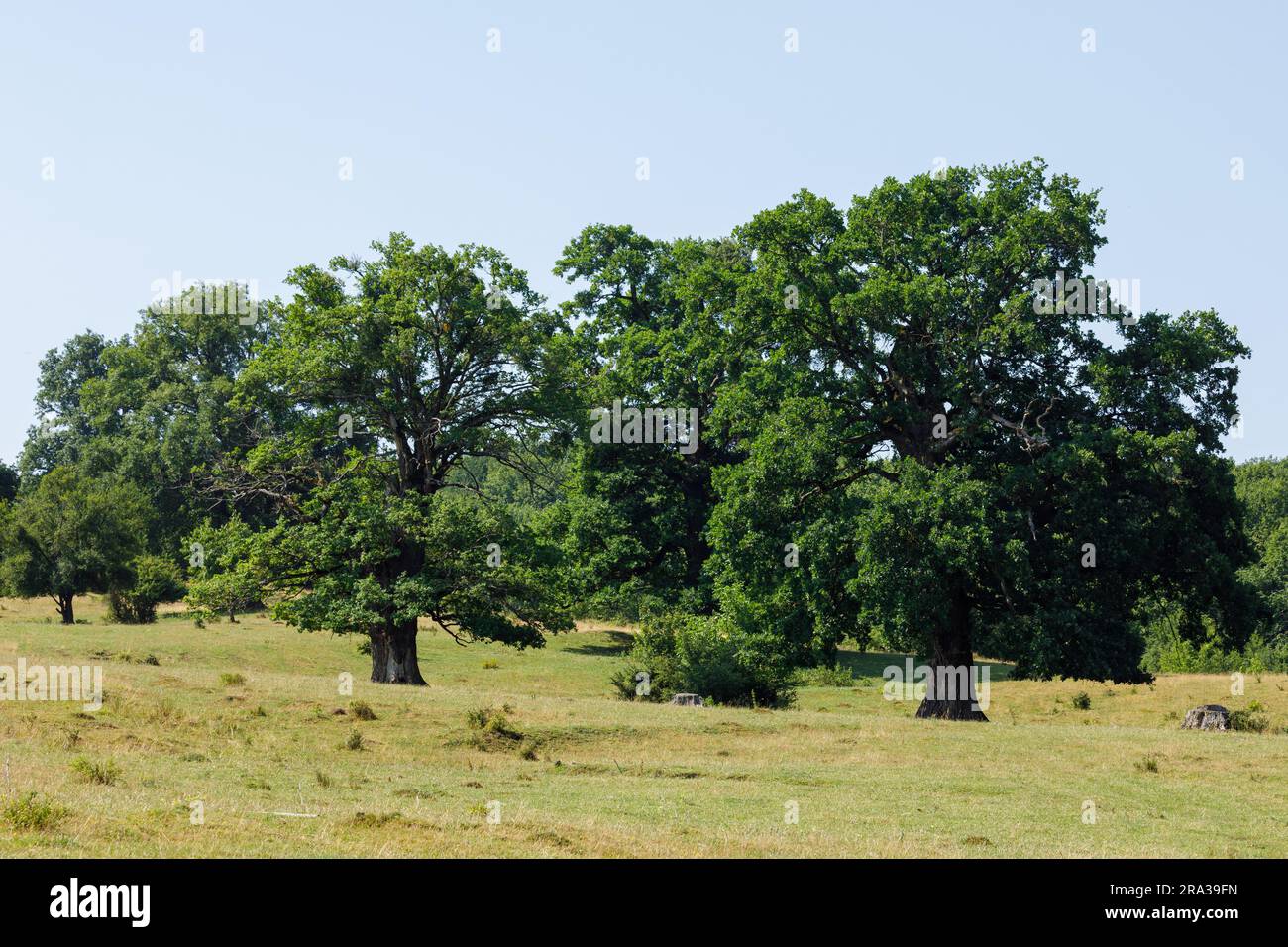 The Landscape at Viscri in Romania Stock Photo - Alamy
