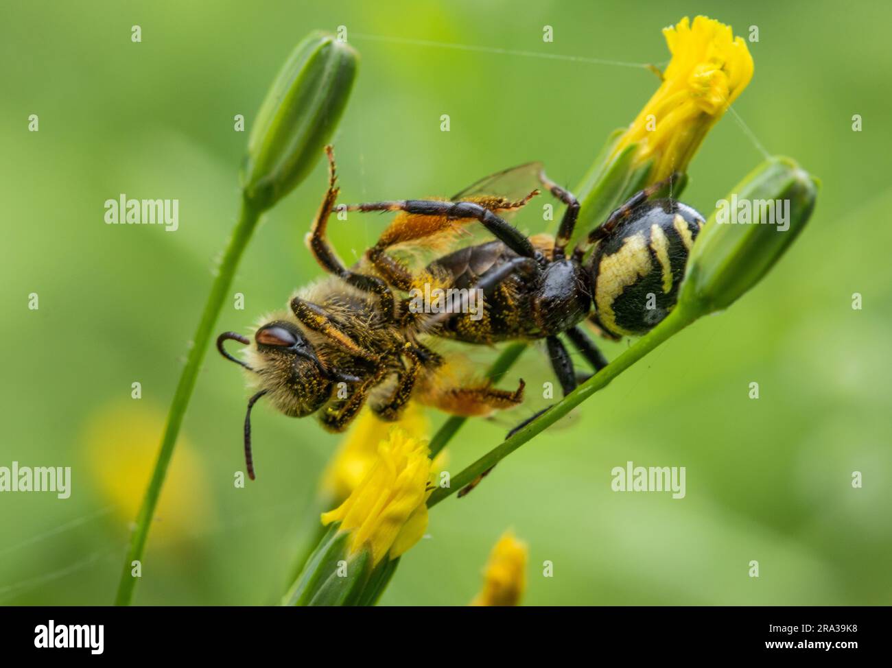 The wasp spider is eating a bee Stock Photo - Alamy