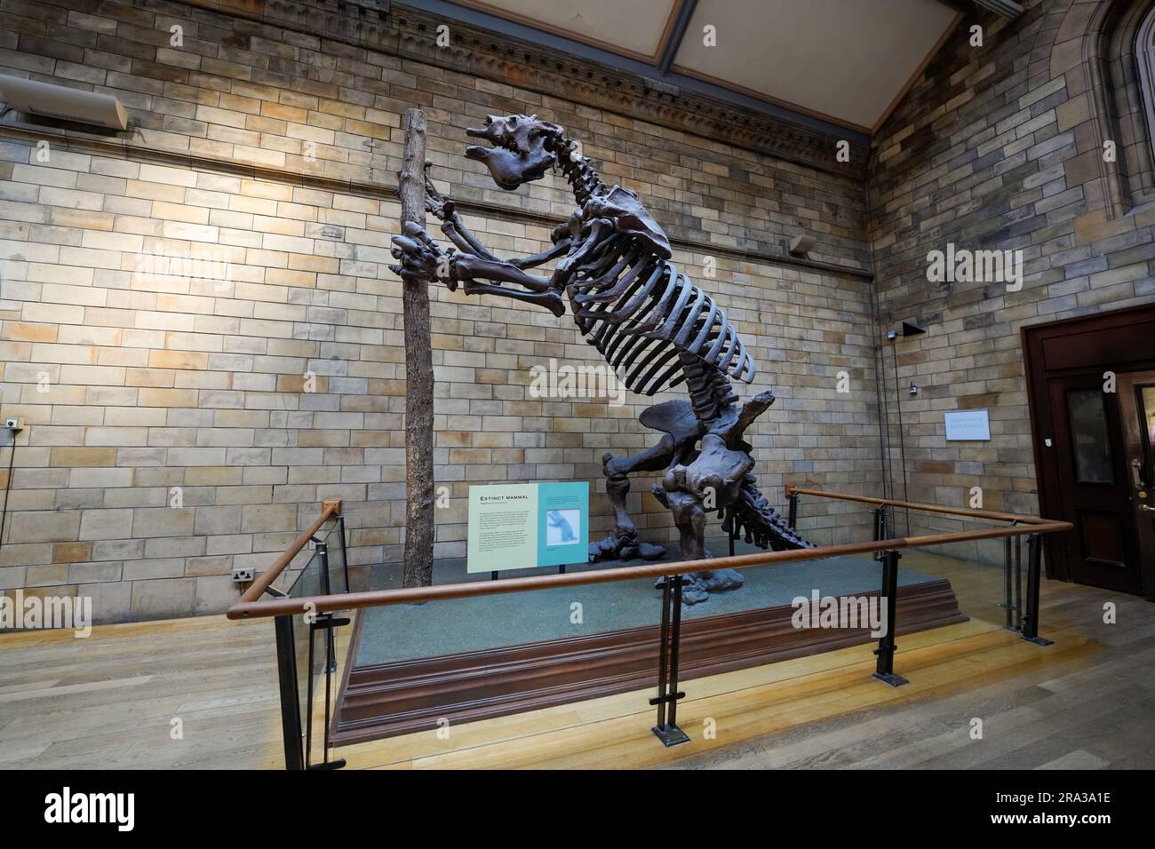 Natural History Museum in London, interior of museum. A giant ground ...