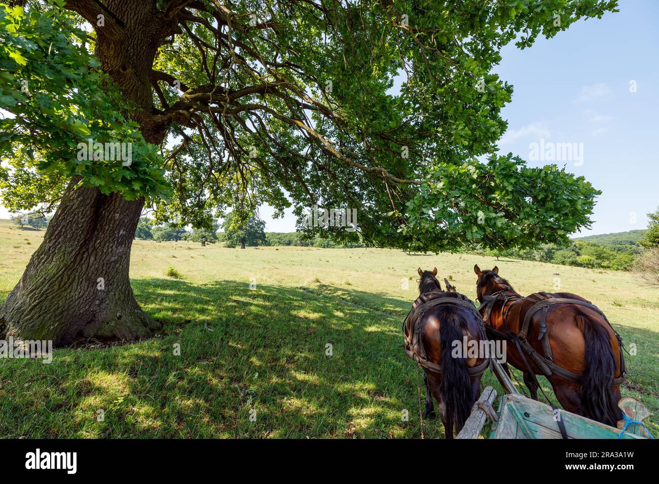 A horse carriage in the landscape of viscri Stock Photo - Alamy