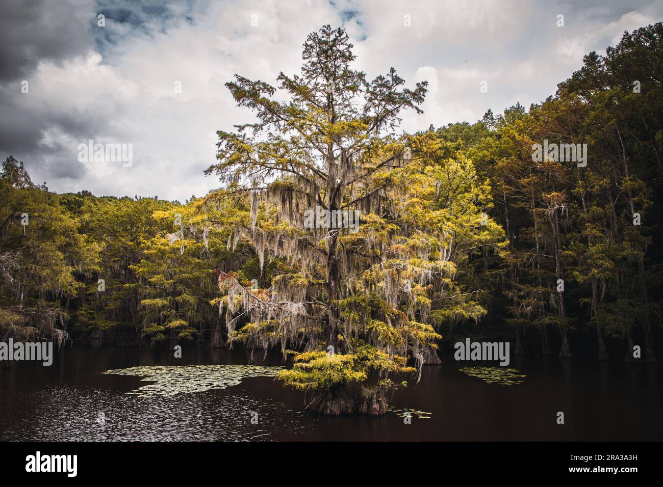 The beauty of the Cypress trees in the wetlands of the Caddo Lake Stock ...