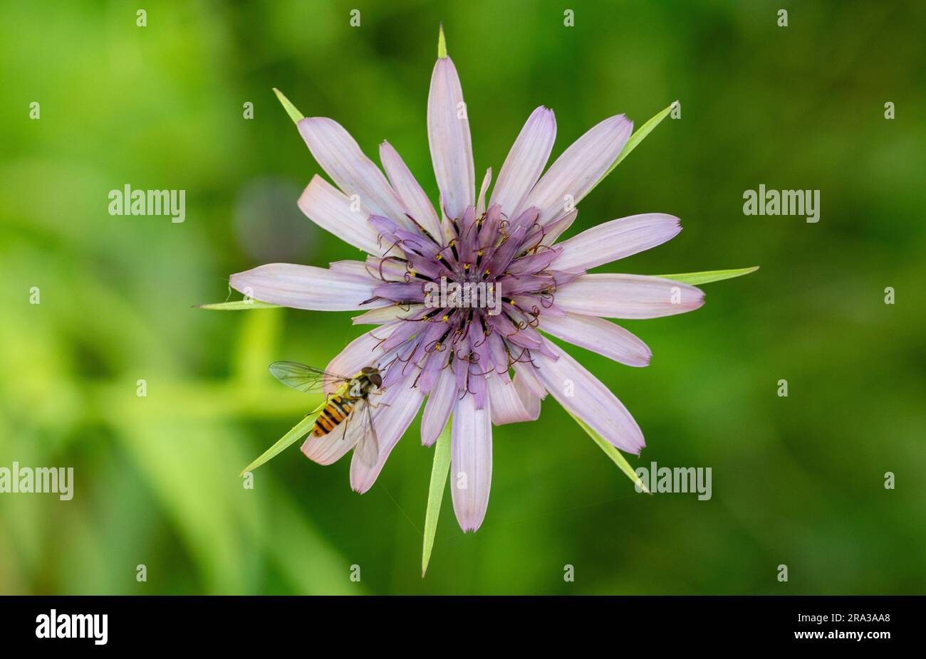 Daisy flower bee hi-res stock photography and images - Alamy