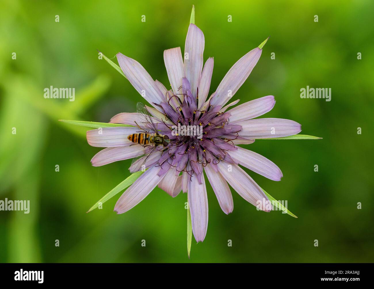 Daisy flower bee hi-res stock photography and images - Alamy